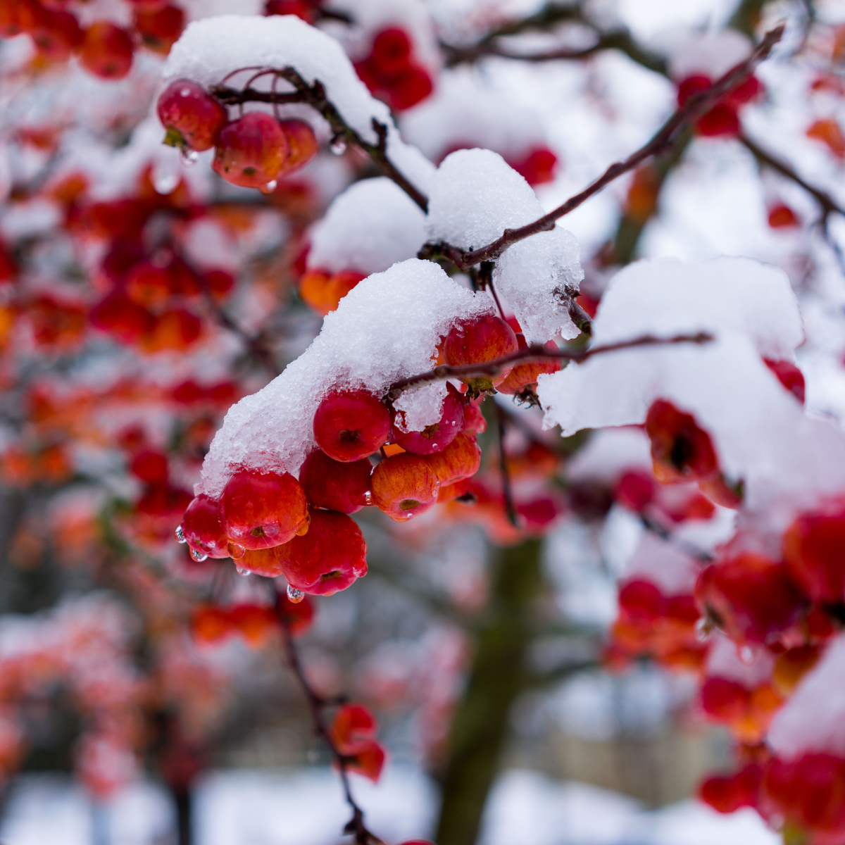 Winter Tree ID Walk - 1st December - Newcastle Great Park