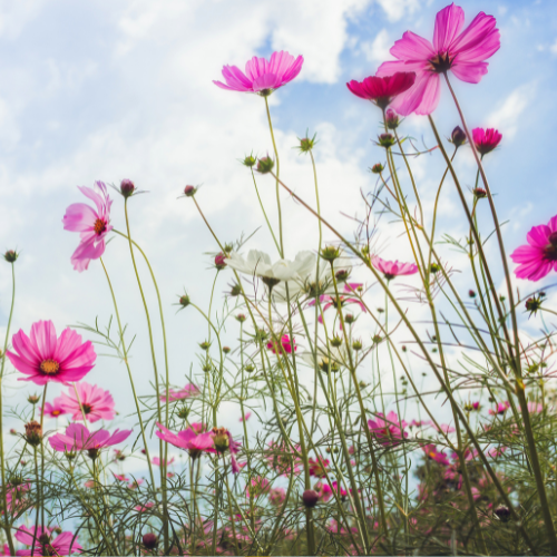 Nature Events at Great Park - July to December - Newcastle Great Park